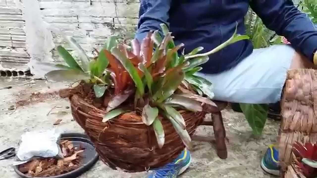 Como Recuperar uma Bromélia Morrendo ou com Flor Seca | Mundo Ecologia