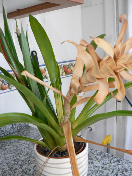 Como Recuperar uma Bromélia Morrendo ou com Flor Seca | Mundo Ecologia