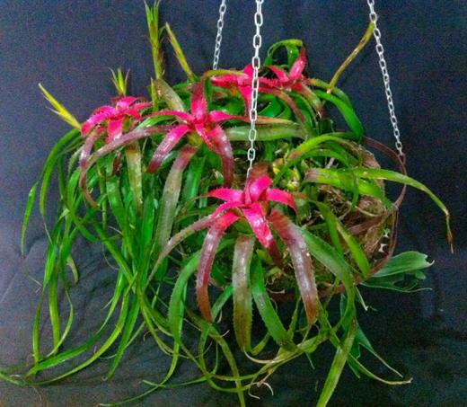 Como Recuperar uma Bromélia Morrendo ou com Flor Seca | Mundo Ecologia