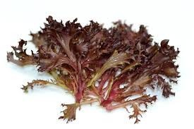 Alface Frisée Rosa e Roxa: Como Plantar e Diferenças | Mundo Ecologia