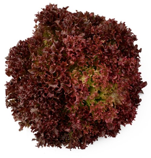 Alface Frisée Rosa e Roxa: Como Plantar e Diferenças | Mundo Ecologia