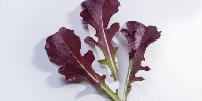 Alface Frisée Rosa e Roxa: Como Plantar e Diferenças | Mundo Ecologia