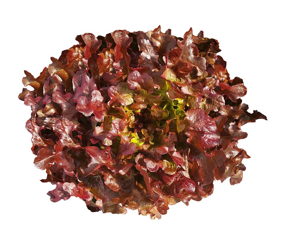 Alface Frisée Rosa e Roxa: Como Plantar e Diferenças | Mundo Ecologia