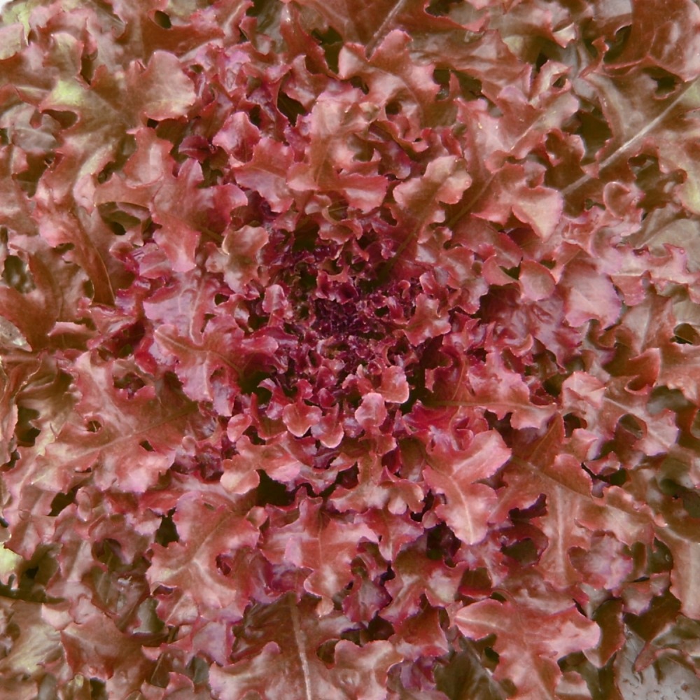 Alface Frisée Rosa e Roxa: Como Plantar e Diferenças | Mundo Ecologia