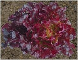 Alface Frisée Rosa e Roxa: Como Plantar e Diferenças | Mundo Ecologia