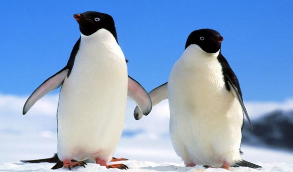 Animais que Vivem no Ártico, nas Geleiras e Calotas Polares – Mundo ...
