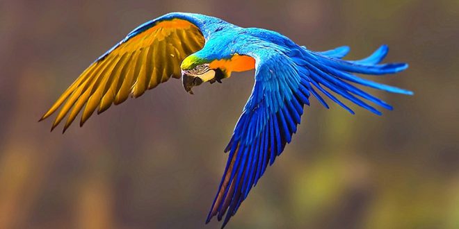 Curiosidades da Arara e Fatos Interessantes | Mundo Ecologia