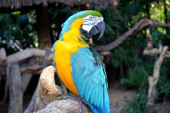 Arara Canindé: Nome Científico, Curiosidades e Fotos | Mundo Ecologia