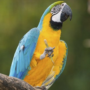 Ficha técnica da Arara e Nome Científico | Mundo Ecologia