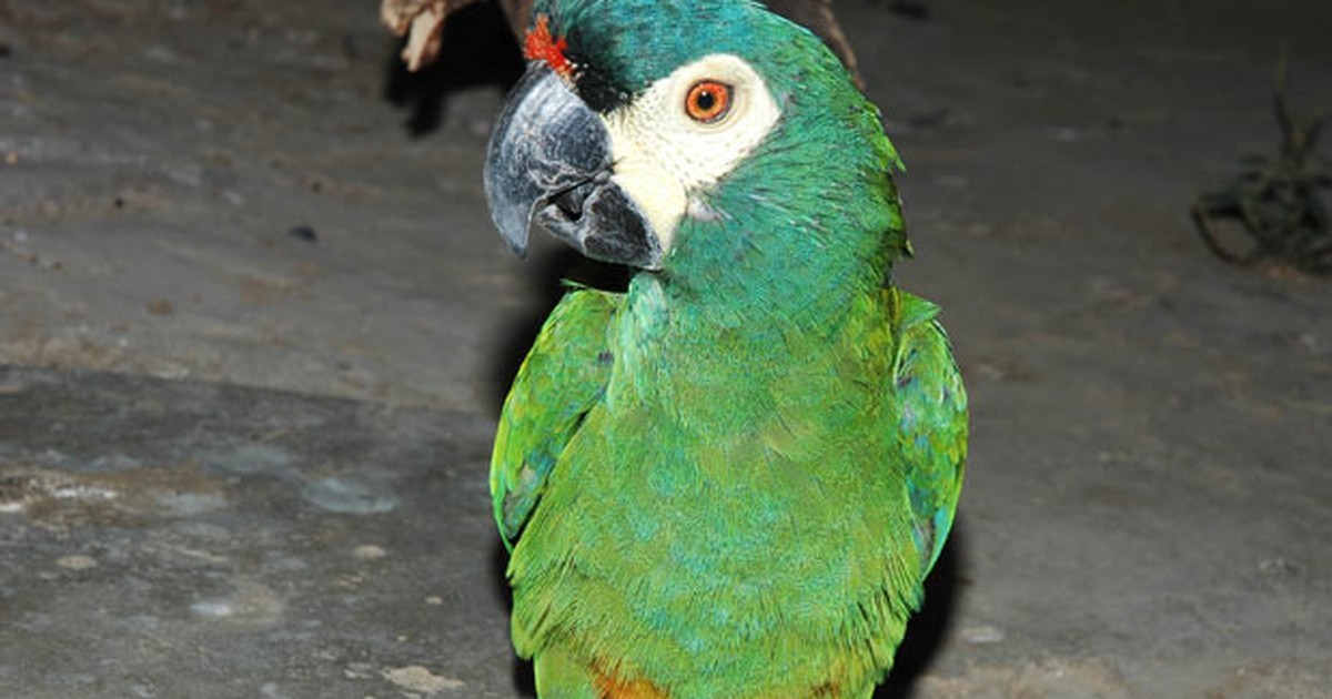 Diferença Entre Papagaio E Arara