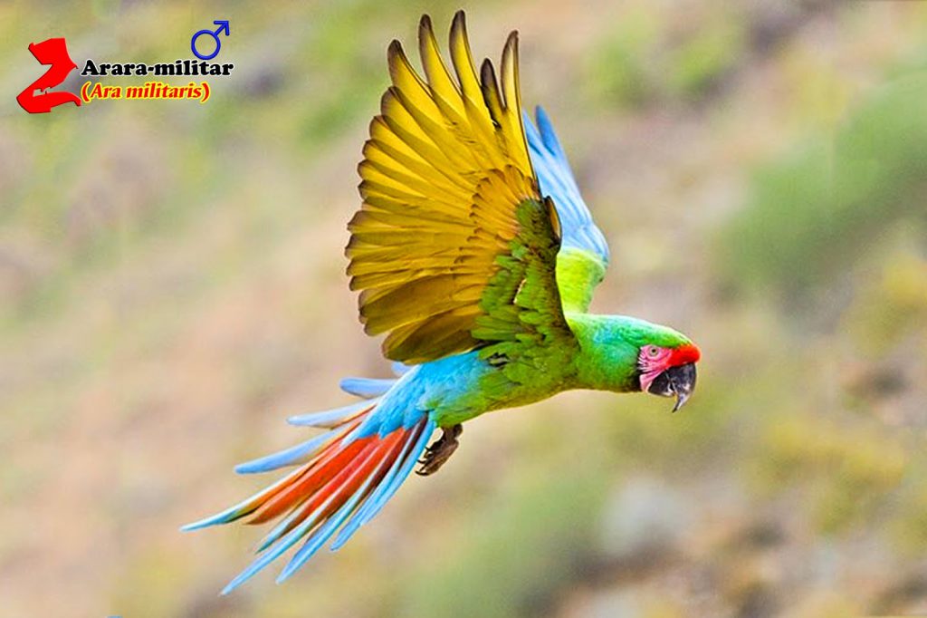 Arara Verde ou Arara Militar: Características e Fotos | Mundo Ecologia