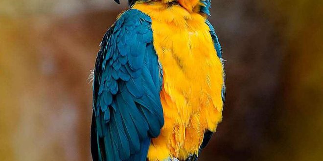 Ficha técnica da Arara e Nome Científico | Mundo Ecologia