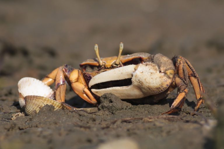 Maior Caranguejo Do Brasil, Qual É? | Mundo Ecologia