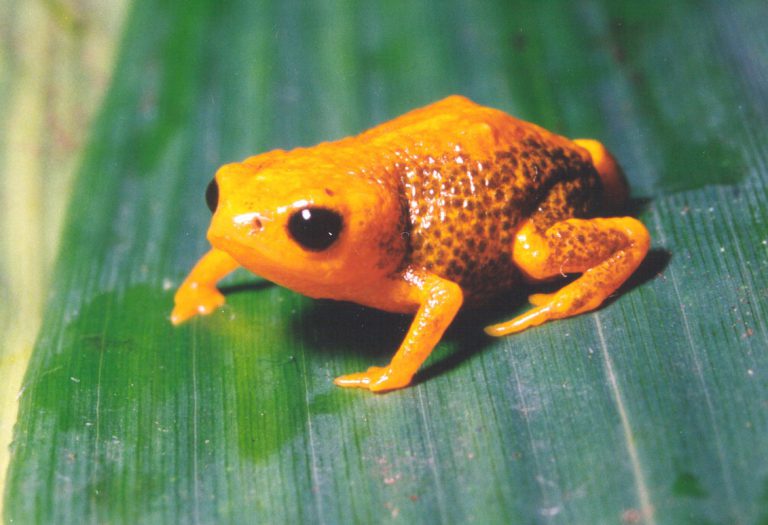 Espécies De Sapos Pequenos | Mundo Ecologia