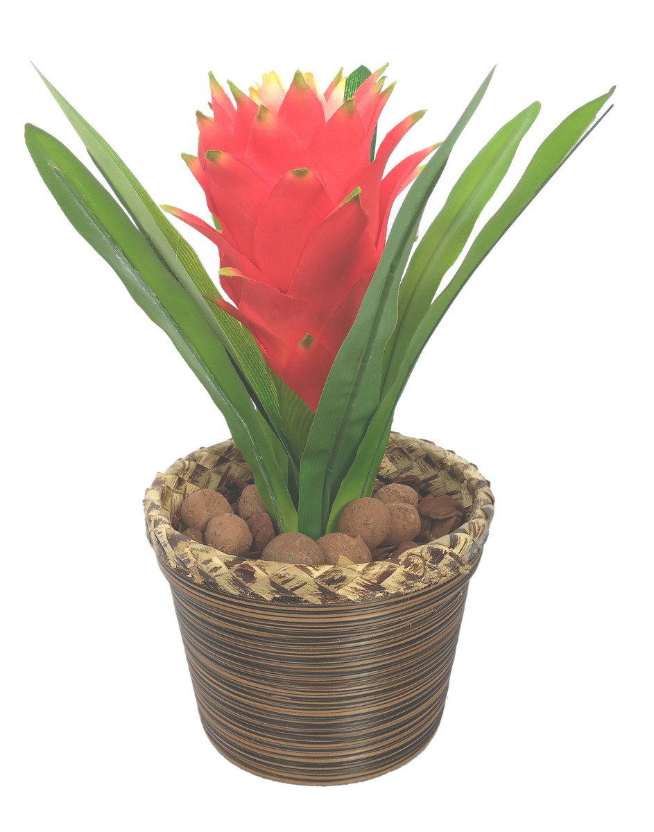 Bromélias, Características, Mini-bromélias e Qualidades | Mundo Ecologia