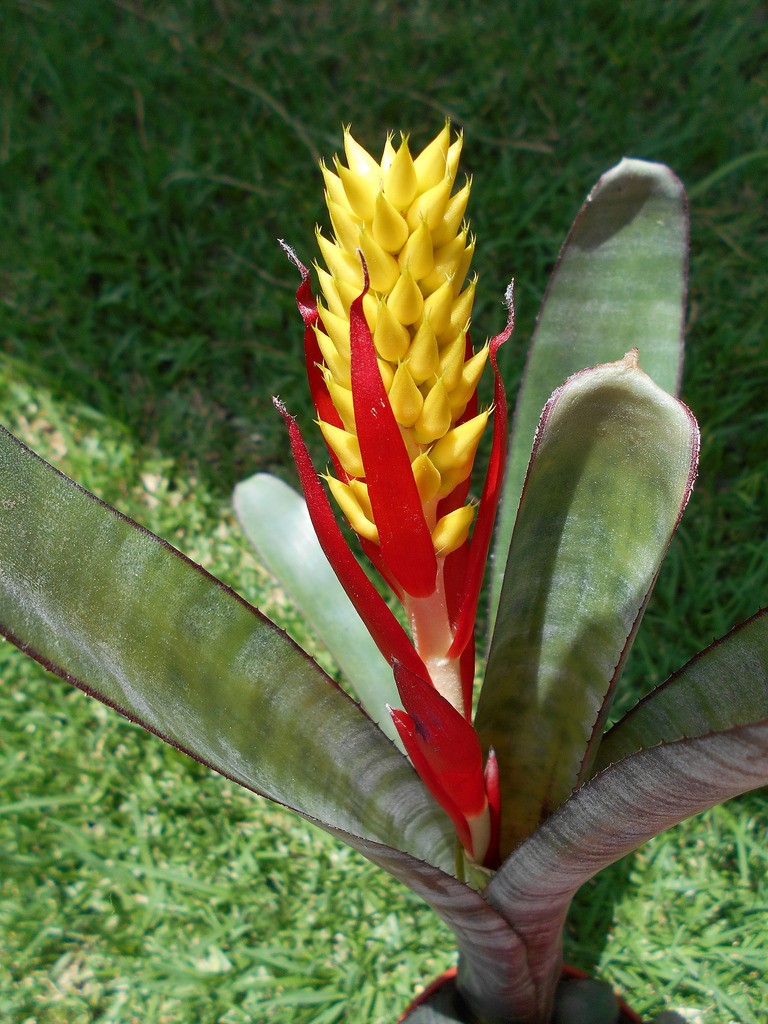 Bromélias, Características, Mini-bromélias e Qualidades | Mundo Ecologia
