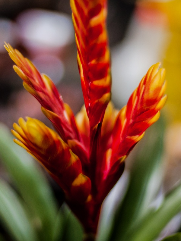 Como Recuperar uma Bromélia Morrendo ou com Flor Seca | Mundo Ecologia