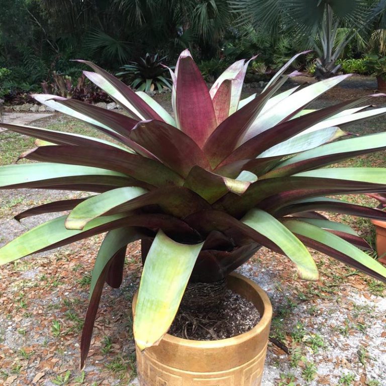 Como Recuperar uma Bromélia Morrendo ou com Flor Seca | Mundo Ecologia