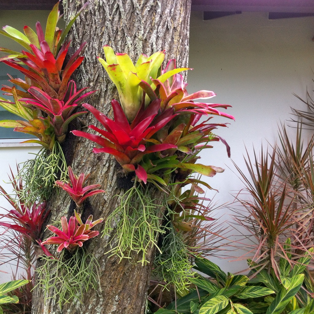 Como Plantar Bromélias em Troncos de Árvores, Xaxins e Vasos ? | Mundo ...