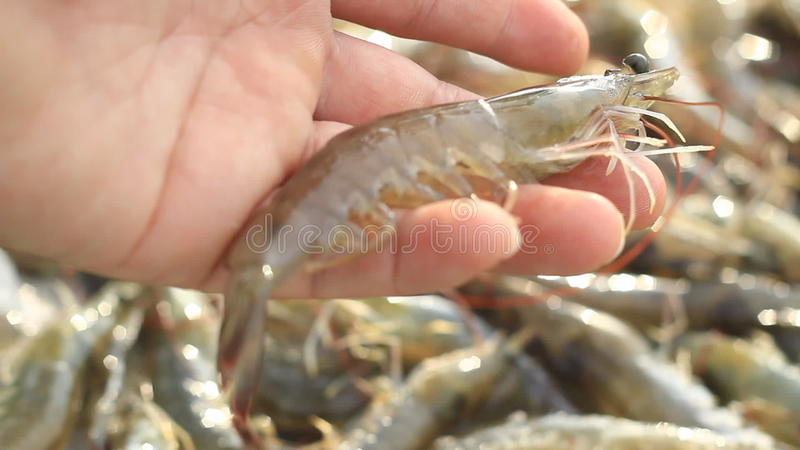 Alimentação dos Crustáceos: o Que Eles Comem na Natureza? | Mundo Ecologia