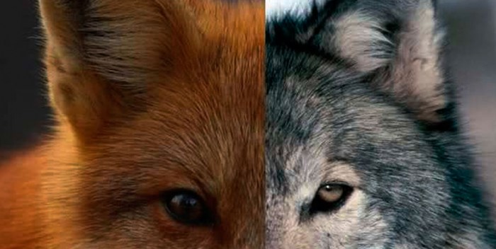 Canídeos e Felídeos: Quais as Diferenças? – Mundo Ecologia