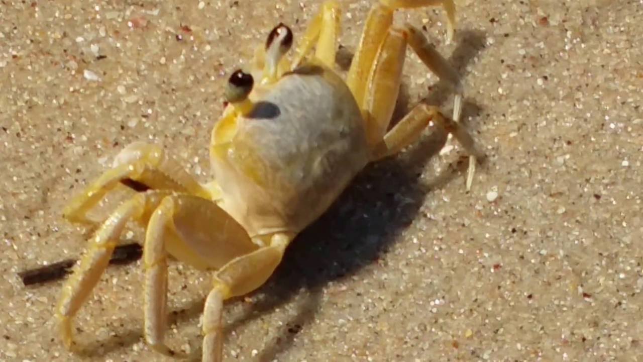 Características do Animal Siri | Mundo Ecologia