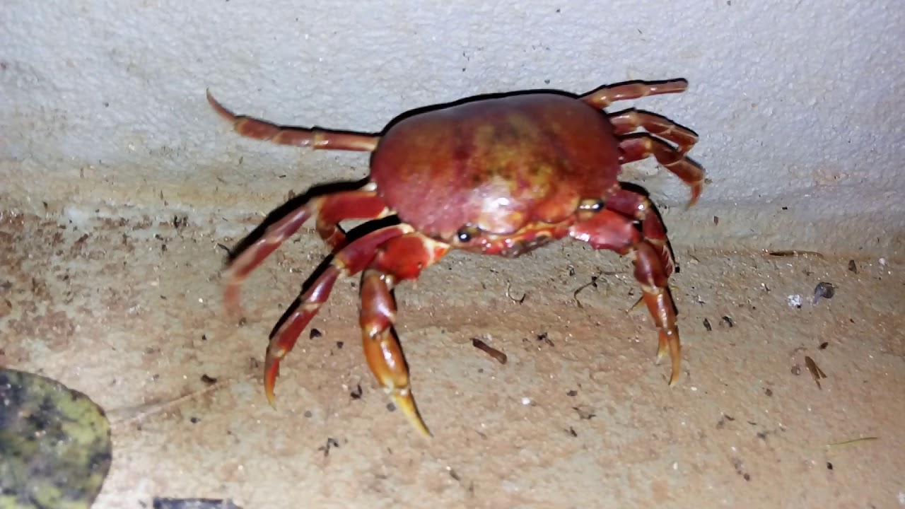 Características do Animal Siri | Mundo Ecologia