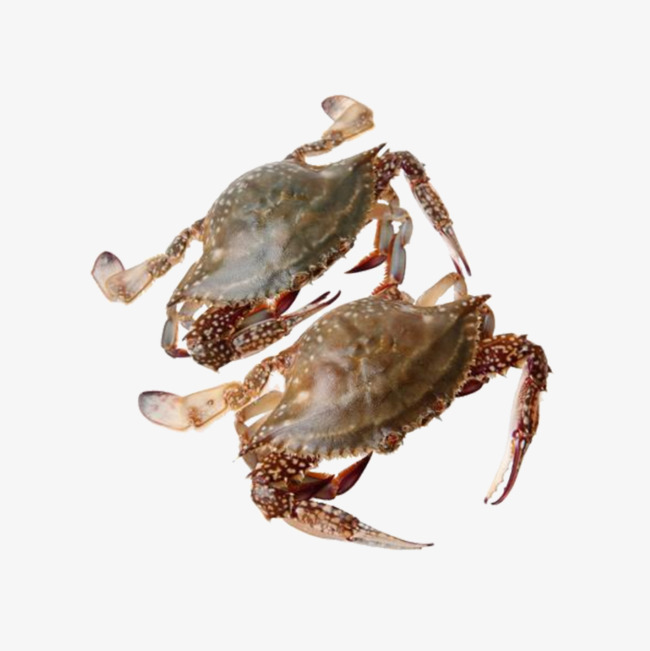 Características do Animal Siri | Mundo Ecologia