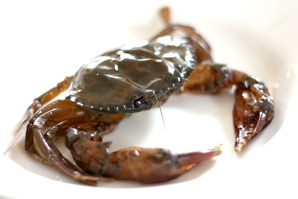 Características do Animal Siri | Mundo Ecologia