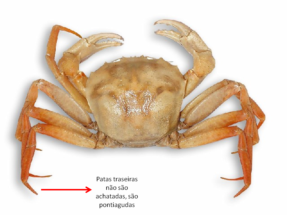 Caranguejo: Filo e Classificações Inferiores | Mundo Ecologia