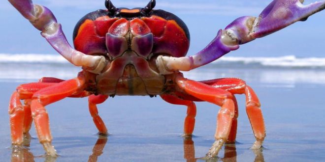 Hábitat do Caranguejo: Onde Eles Vivem? | Mundo Ecologia
