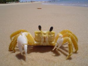 Maior Caranguejo Do Brasil, Qual É? | Mundo Ecologia