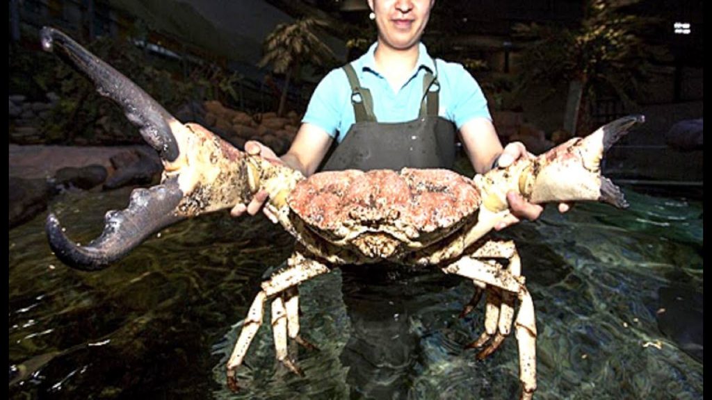 Tudo Sobre o Siri Animal | Mundo Ecologia