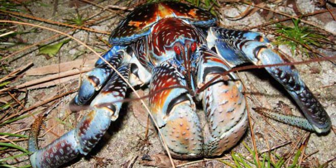 Caranguejo da Terra, Caranguejo Ladrão ou Carango | Mundo Ecologia