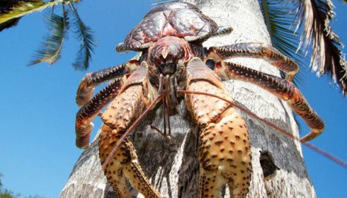 Caranguejo da Terra, Caranguejo Ladrão ou Carango – Mundo Ecologia