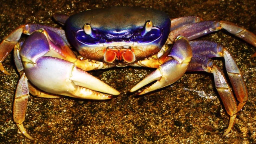 Hábitat do Caranguejo: Onde Eles Vivem? | Mundo Ecologia