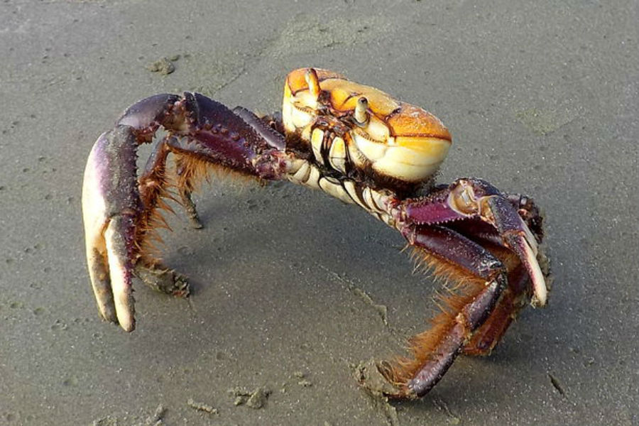 Maior Caranguejo Do Brasil, Qual É? | Mundo Ecologia