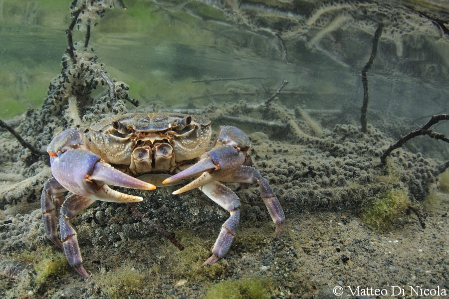 Maior Caranguejo Do Brasil, Qual É? | Mundo Ecologia