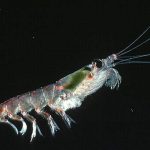 Crustáceos Características, Principais Representantes e Exemplos ...