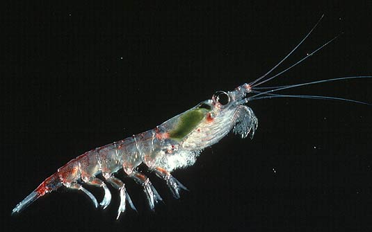 Crustáceos Características, Principais Representantes e Exemplos ...