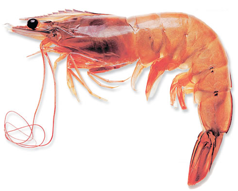 Crustáceos Características, Principais Representantes e Exemplos ...