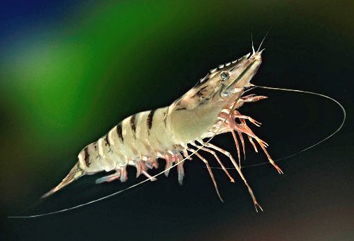 Crustáceos Características, Principais Representantes e Exemplos ...
