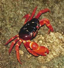 Crustáceos Características, Principais Representantes e Exemplos ...