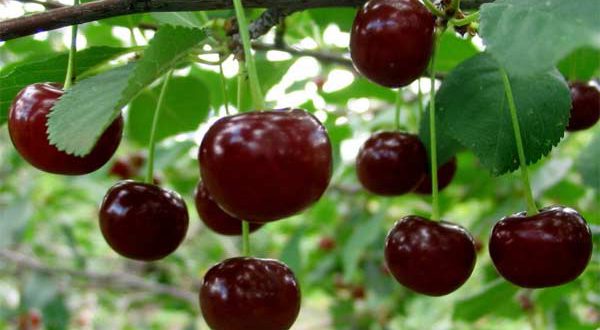 Ginja Fruta Verde Pitanga | Mundo Ecologia
