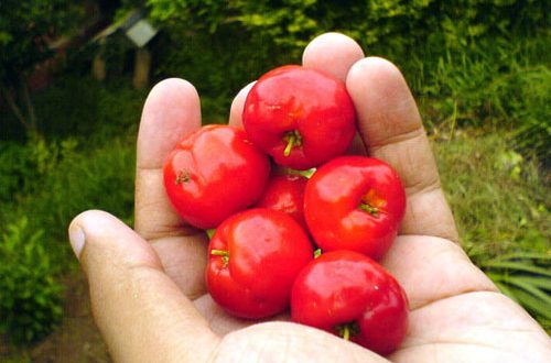 Como a Acerola Chegou no Brasil? Qual Sua Origem? | Mundo Ecologia
