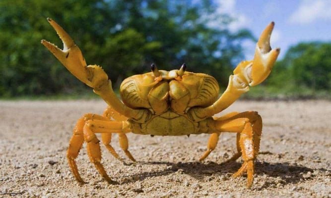 Alimentação dos Crustáceos: o Que Eles Comem na Natureza? | Mundo Ecologia