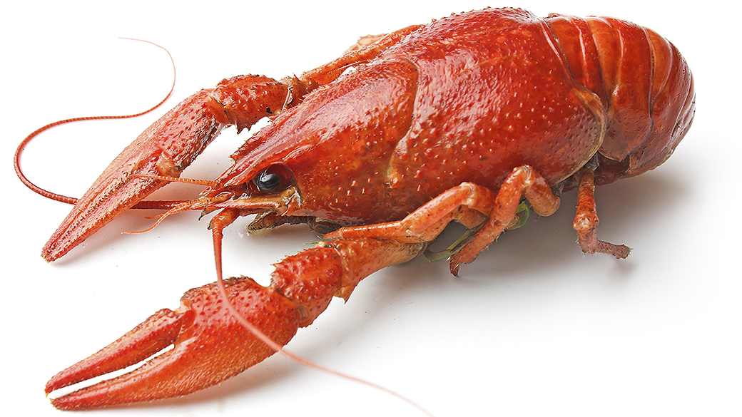 Alimentação dos Crustáceos: o Que Eles Comem na Natureza? | Mundo Ecologia