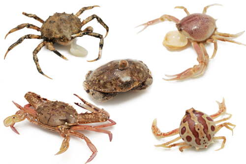 Crustaceos Exemplos