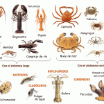 Alimentação dos Crustáceos: o Que Eles Comem na Natureza? | Mundo Ecologia