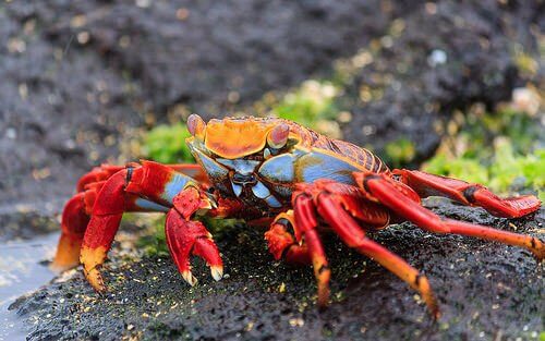 Crustáceos Características, Principais Representantes e Exemplos ...